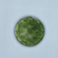 Lab Manual – Burgess Lab